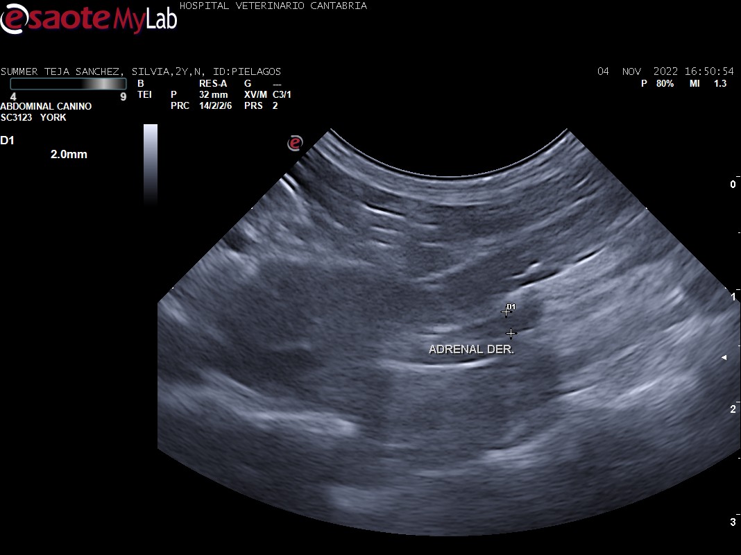 Caso clínico: Síndrome de Addison en perros - Hospital Veterinario ...