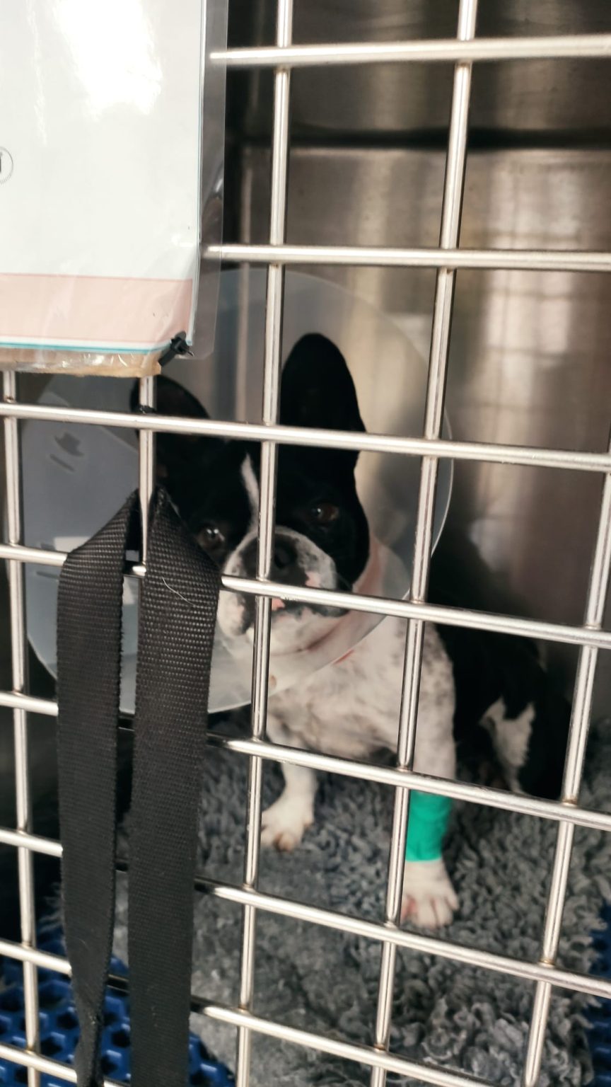 Espigas en los perros: sintomatología, actuación y prevención ...