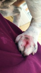 Espigas en los perros: sintomatología, actuación y prevención ...