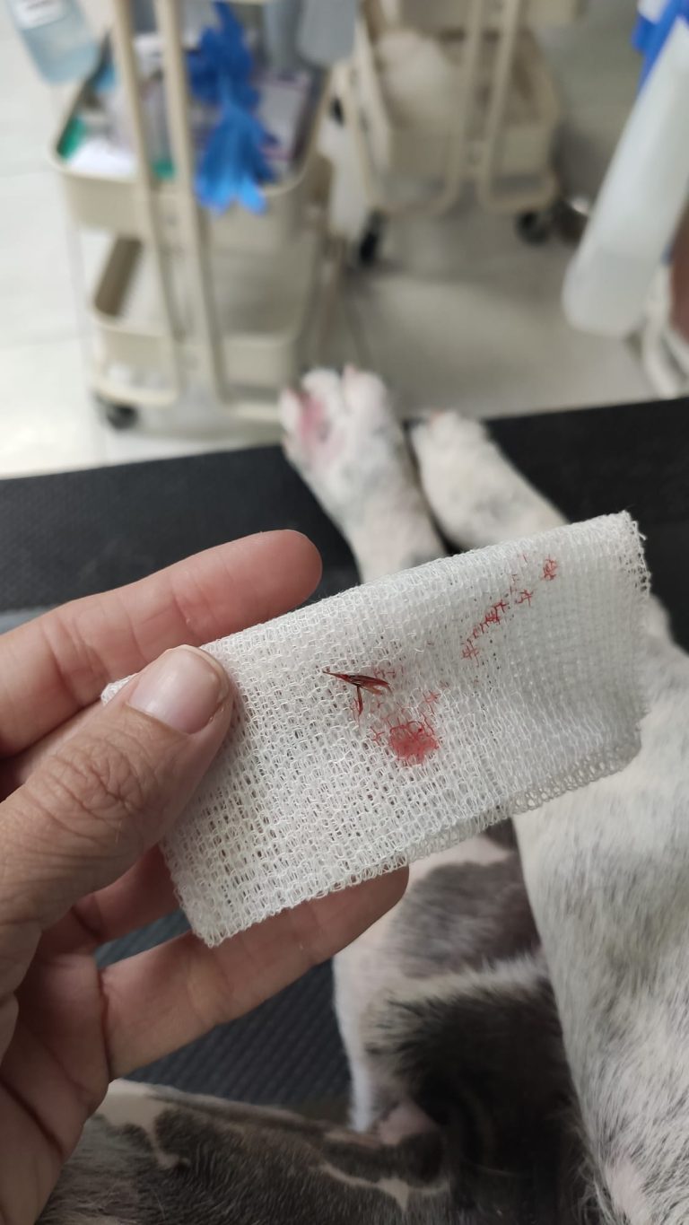 Espigas en los perros: sintomatología, actuación y prevención ...